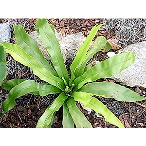 American Plant Exchange Live Japanese Bird’s Nest Fern Plant, Plant Pot for Home and Garden Decor, 6" Pot
