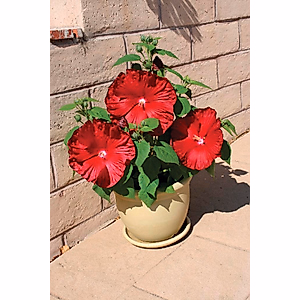 Burpee Honeymoon Red Hybrid Hibiscus Seeds 5 seeds