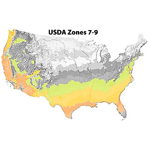 Blooming & Beautiful - Snow White Indian Hawthorn - 3 gal - Compact Evergreen Shrub - Fragrant White Cluster Flowers - Dark Green Foliage - Zones 7-9 - Rhaphiolepis Indica 'Snow White' - 3 Gallon Pot