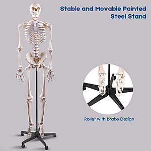 LYOU Human Skeleton Model, Medical Anatomical Skeleton Life Size 70.8 in with Rolling Stand for Anatomy Teaching and Studying, Colorful Poster Includes