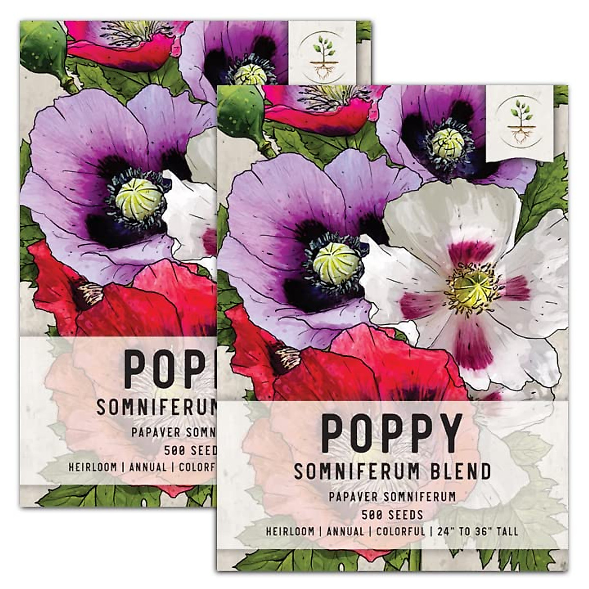 Seed Needs, Somniferum Poppy Seeds for Planting (Papaver somniferum) Twin Pack of 500 Seeds Each - Heirloom & Open Pollinated