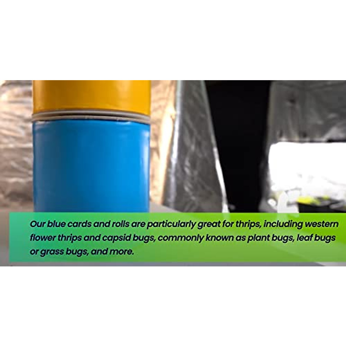 Giant Blue Sticky Traps - Tape Roll, 15cm x 100m - Insect Sticky Traps Plant Traps for Flying Insects, Fruit Fly, gnats Lantern Flies, for Garden Plant Outdoor/Indoor