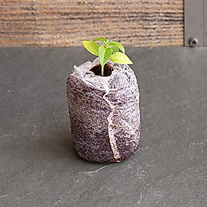 Pure Coconut Coir Netted Seed Starting Pellets - 42mm - Pack of 50 - Sustainable, Renewable, Unamended - Superior to Peat Plugs - High Water Holding - Minimize Root Loss & Transplant Shock