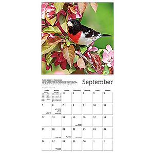 2021 Songbirds of North America 16-Month Wall Calendar
