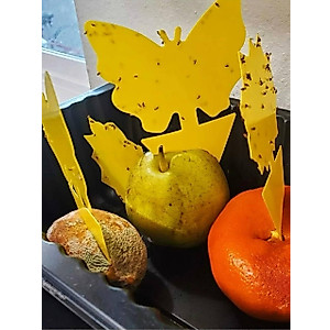 Zevo Flying Insect Trap Refill, 2 Count (Pack of 2), Set with (4) pcs of Exclusive Fusion Shop Store Modern Yellow Sticky Fruit Trap (Device is NOT Included)