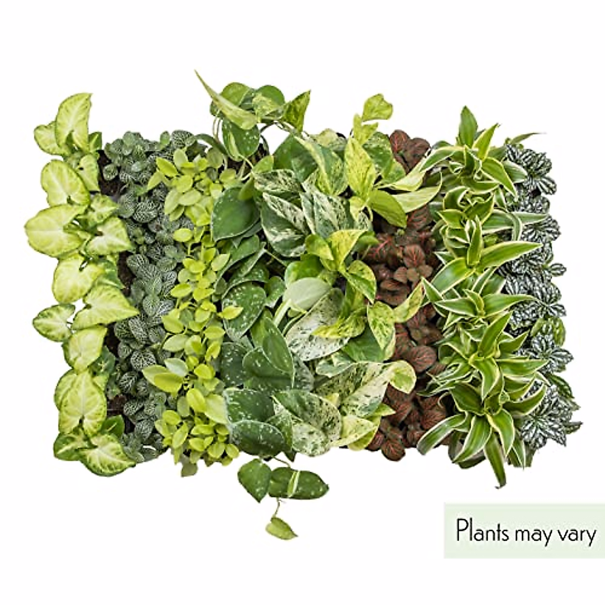 Easy to Grow Houseplants (12 Pack) Live House Plants in Plant Containers, Growers Choice Plant Set in Planters with Potting Soil Mix, Home Décor Planting Kit or Outdoor Garden Gifts by Plants for Pets