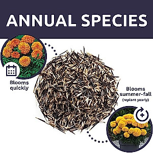 African Marigold Seeds Crackerjack Mix - Bulk 1 Ounce Packet - Over 10,000 Seeds - Huge Orange and Yellow Blooms