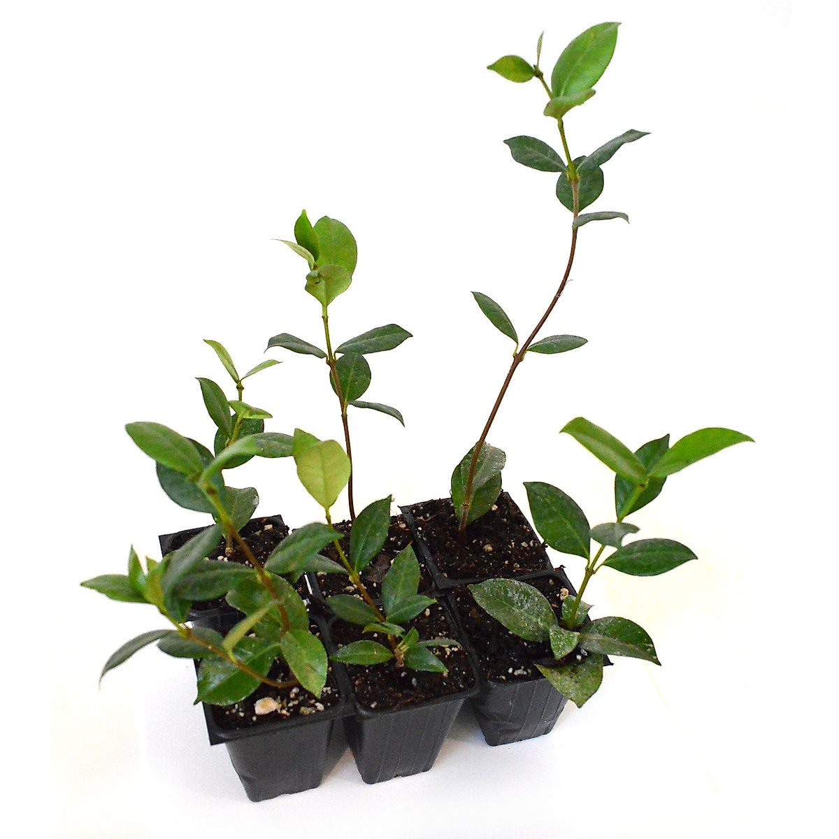 9GreenBox - Confederate Jasmine - 6 Pack