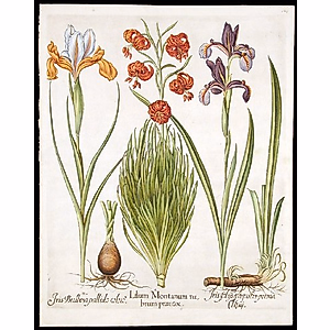 [Lesser turk's cap lily]Lilium Montanum rubrum prµcox ;[Yellow Spanish Iris] Iris Bulbosa pallido colore;[Lavender rhizomatous iris] Iris folis angustis prima Clusii