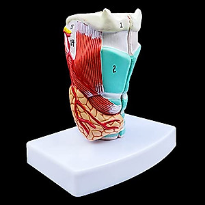 Human Throat Model Life Size, Anatomically Accurate Throat Model Human Throat Anatomy for Science Classroom Study Display Teaching Medical Model