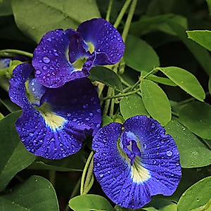 CHUXAY GARDEN 10 Seeds Blue Clitoria Ternatea,Asian Pigeonwings,Bluebellvine,Blue Pea,Butterfly Pea,Cordofan Pea,Darwin Pea Fabaceae Rare Blue Flowers Atract Butterflies Great for Garden
