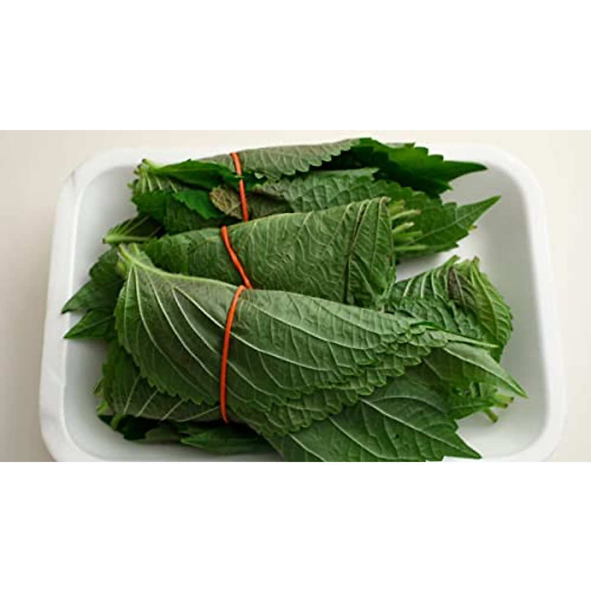 Gaea's Blessing Seeds - Korean Shiso Seeds (Perilla), Heirloom Non-GMO Seeds with Easy to Follow Planting Instructions, Korean Perilla, Open-Pollinated, 94% Germination Rate