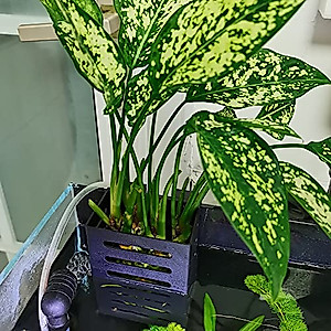 spansee Upgraded Hanging Aquarium Plant Holder, Aquatic Plant Pot with Hole, Aquarium Planter Cups for Emersed Plants, Aquascape Decorations for Fish Tank Living Fish Shrimp