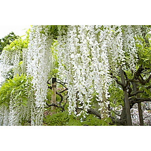 5 White Wisteria Bonsai Tree Seeds for Planting - Wisteria sinensis Alba - 5 Rare Seeds, Popular for Bonsai