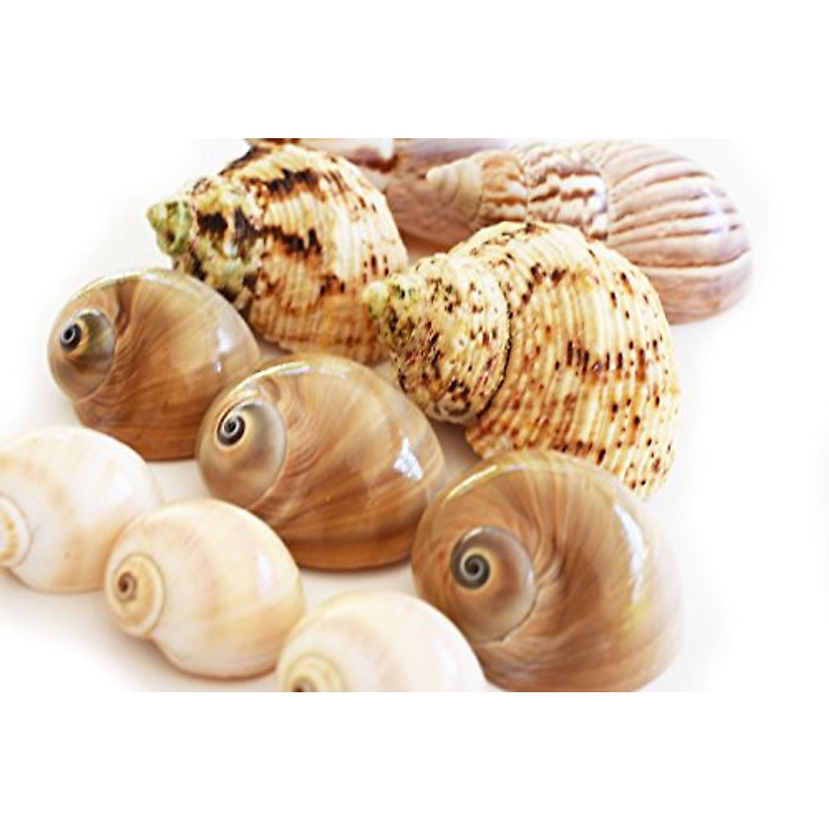 10 Shell Hermit Crab Changing Set - Medium Size (3/4-1 1/4" Opening) - Land Snails, Whales Eyes, Moon Shells, Turbos (Total of 10 Seashells)