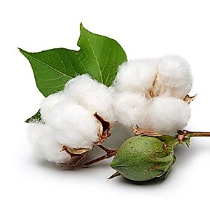 KVITER White Cotton 25 Seeds - Gossypium Hirsutum Cotton Plant, Easy Grow Perennial Shrub Upland Cotton, Winter Hardy Showy Flowers Plants, Mexican Cotton Seeds for Growing