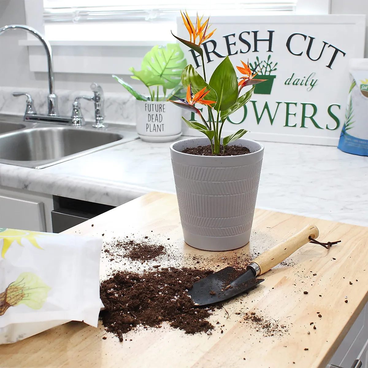 Bird of Paradise Potting Soil Mix (8 Quarts), All Natural Mix for Indoor/Outdoor Container Tropical Plants