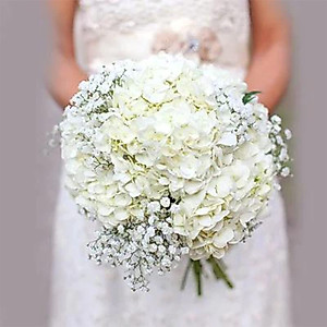 QAUZUY GARDEN 50 Premium Hydrangea Seeds White Hortensia - Attractive Perennial Flowering Shrub Bush Tree - Attract Pollinators & Fast-Growing - Striking Accent Landscape Plant