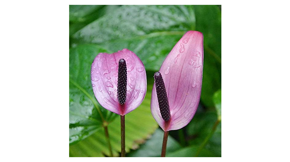 Buy Violet Anthurium Seeds for Indoor Air Purification & Decor