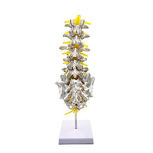 Human Spine Model - 1:1 Life Size Lumbar Vertebrae Spine Set Anatomy Model for Chiropractor, Osteopath Office and Student Study