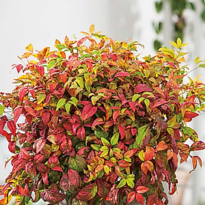 10 Dwarf Firepower Nandina Shrub Nandina Plants 5 to 9 Inc Tall, in 2.5 Inc Pot for Planting Ornaments Perennial Garden Simple to Grow Pots Gifts
