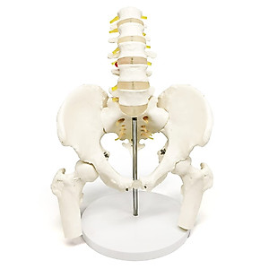 Evotech Male Pelvis Model with 5 Lumbar Spine, W/Removable Femur Head, Life Size Anatomy Medical Model for Science Education, Medical Demonstration Tool