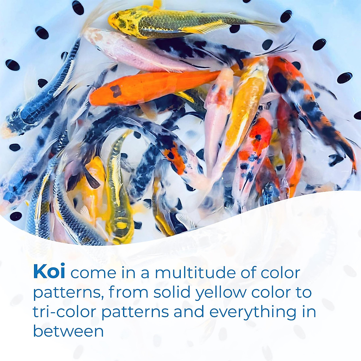 Toledo Goldfish Standard Fin Koi, Variety of Colors and Patterns - Beautiful Live Fish Perfect for Ponds, Tanks, and Aquariums - 4-5 Inches, 10 Count