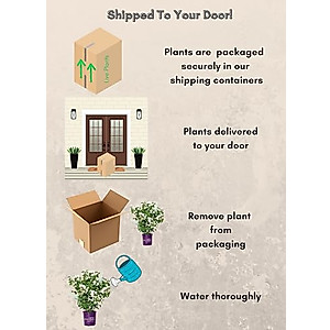 2 Gallon First Editions Viburnum Opening Day Shrub