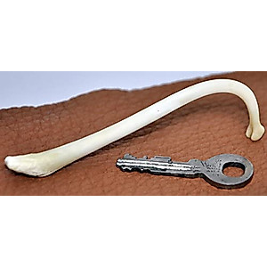 Clear Creek Trading Raccoon Penile Bone