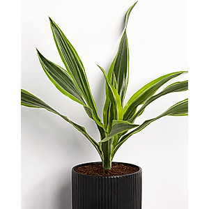 Greendigs Lemon Lime Dracaena Plant in Black Ceramic Fluted 5-Inch Pot - Houseplant Pre-Potted with Premium Soil