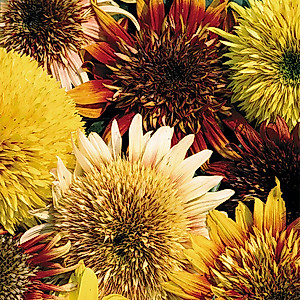 Seeds of Change 1342 Tiger's Eye Sunflower, 1.1 grams, 25 seeds per pack, Multi