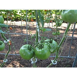 MIHEY 300 Pcs Tomato Trellis Clips, Tomato Vine Clips, Plant Support Garden Clips for Vine Vegetables to Grow Upright and Healthier