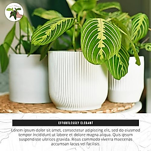 California Tropicals Lemon Lime Prayer Plant - Maranta - Rare Variety Live House Plant - Tropical Decor - Unique Real Plants Interior Garden Outdoors Supplies - Small Pot - 4 Inch Potting Decor