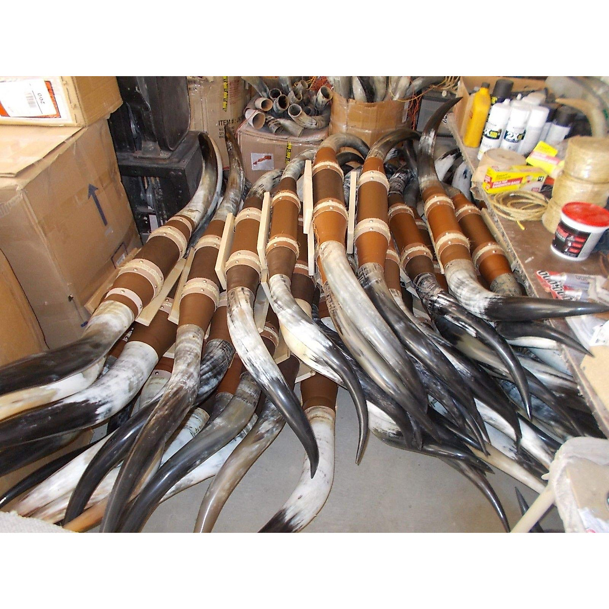 XXL Mounted Steer Cow Bull Texas Long Horns (One Set Only) Longhorn 5' 5" to 5' 11"