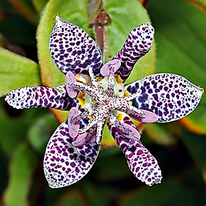 YEGAOL Garden 20Pcs Japanese Toad Lily Seeds Tricyrtis Hirta Seeds Exotic Non-GMO Perennial Deer Resistant Flower Seeds Indoor Bonsai Plant