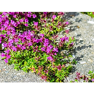 1,000 Creeping Thyme Seeds for Planting - Heirloom Non-GMO Ground Cover Seeds - AKA Breckland Thyme, Mother of Thyme, Wild Thyme, Thymus Serpyllum - Purple Flowers