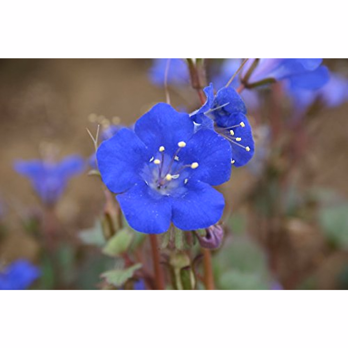 Phacelia "California Bluebell" Flower Seeds for Planting, 1000+ Seeds Per Packet, (Isla's Garden Seeds), Non GMO & Heirloom, Scientific Name: Phacelia campanularia, Great Home Garden Gift