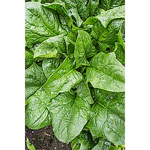 Burpee A La Carte Hybrid Spinach Seeds 300 seeds
