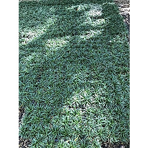 Dwarf Mondo Grass Qty 90 Live Plants Shade Loving Evergreen Ground Cover