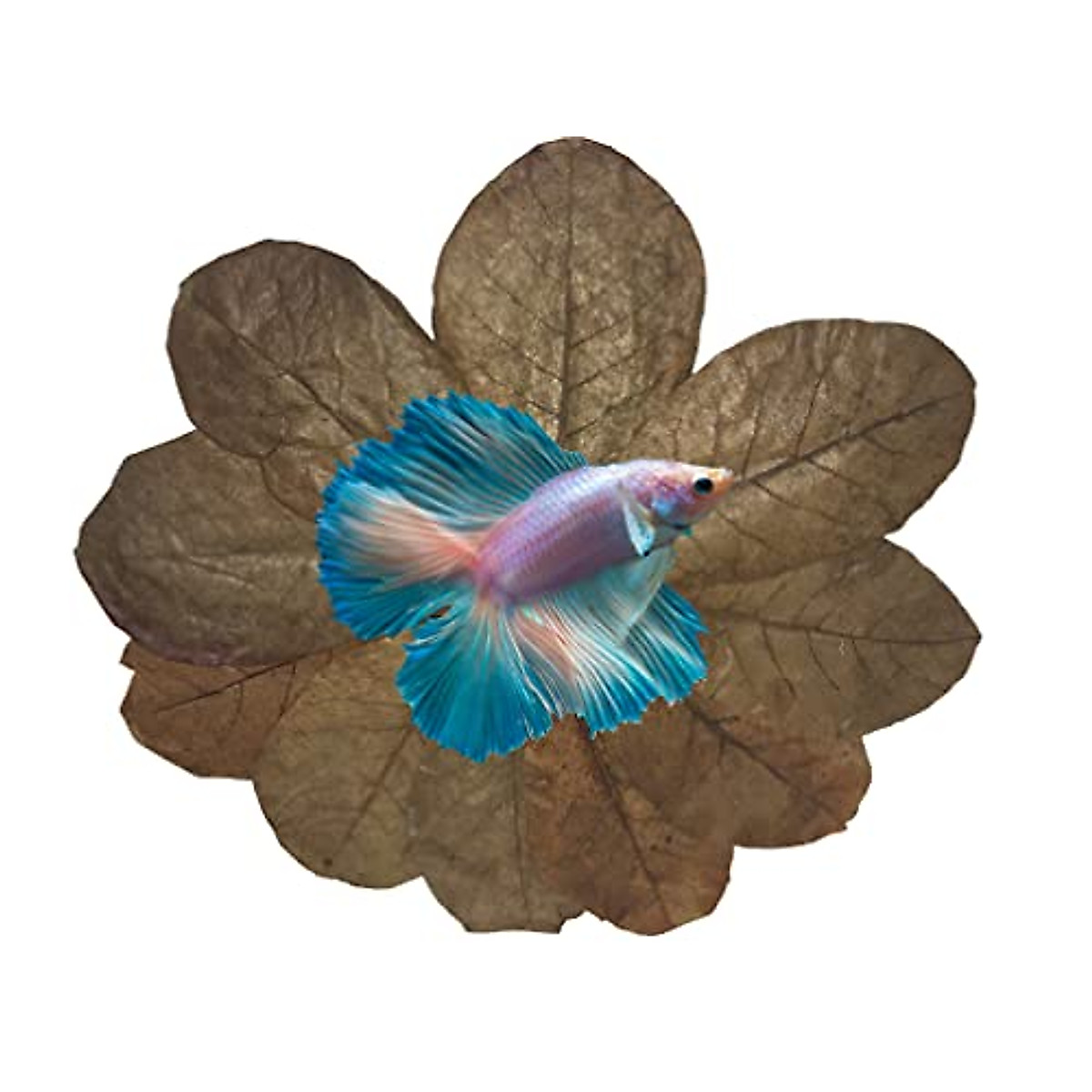 Betta/Shrimp Leaves 10 4"-6" Premium Catappa Indian Almond Leaves Natural Habitat Tannin Producing Improves Immunity, Easy to USE Awesome Aquatic