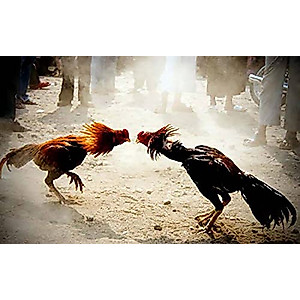 SPEED SUPER NANO DROP 35 ML. Essential Amino Acids Rooster Booster Vitamins Chicken Supplement For Fast Proven Recovery Body & Energy, Blood Care Build Muscles Feed Poultry Fighting Gamecocks Hen Food