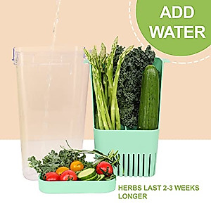 LUVCOSY 2 Packs Fresh Herb Keeper for Refrigerator, Clear BPA-Free Herb Saver, Storage Container for Cilantro, Parsley, Thyme, Mint & Asparagus, Preserver Keeps Fresh Herbs Cyan