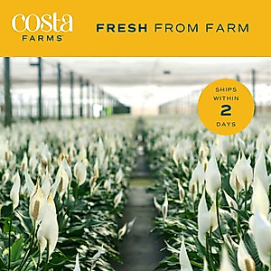 Costa Farms Peace Lily Plant, Live Indoor House Plant with Flowers, Room Air Purifier in Modern Decor Planter, Potting Soil, Plant Lover, Anniversary or New Home Gift, Desk Decor, 15-Inches Tall