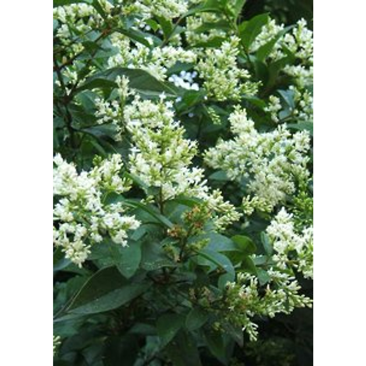 Bonsai Boy Flowering Ligustrum Bonsai Tree with Curved Trunk-Medium ligustrum lucidum