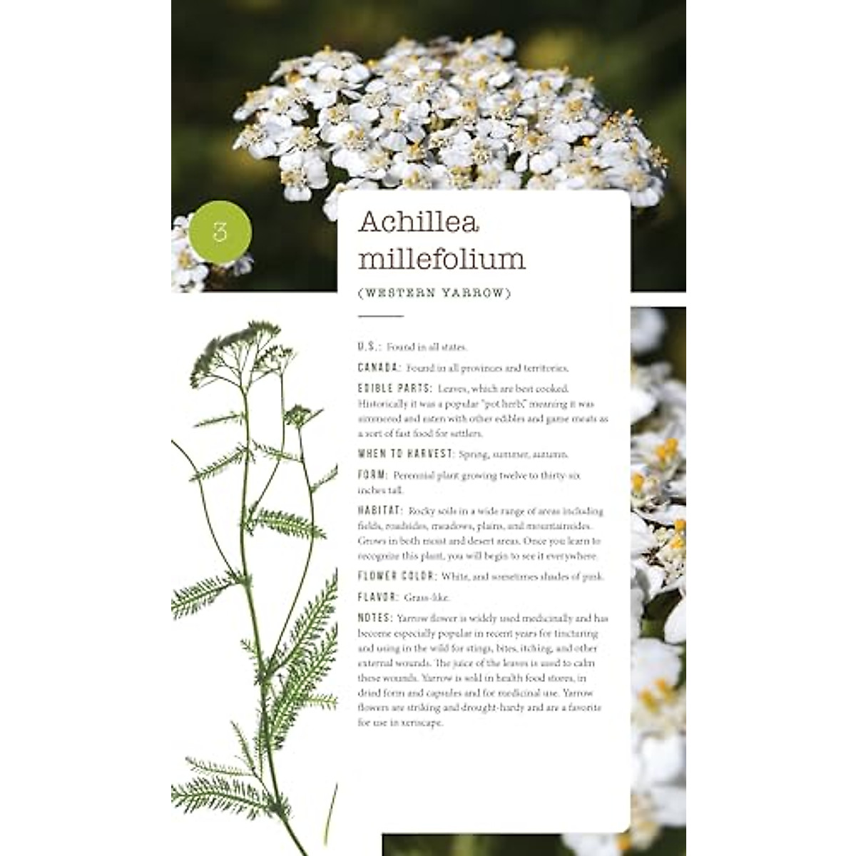 276 Edible Wild Plants of the United States and Canada: Berries, Roots, Nuts, Greens, Flowers, and Seeds in All or the Majority of the US and Canada