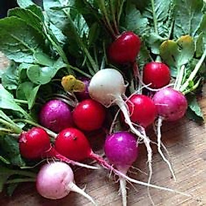Colorful Radish Seed Mix Easy to Grow Vegetable Garden Seeds for Planting 100 Seeds