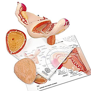Human Uterus Ovary Urinary Bladder Model On Plexiglass Base, Female Reproductive Organ Model, Female Genital Organ, Shows Uterus, Ovary, Vagina, Uterine Medical Teaching Anatomical Gynecology