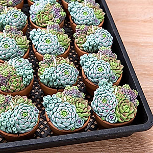 Assorted Succulent Pot Scented Candle for Spa Home Decoration Wedding Gift