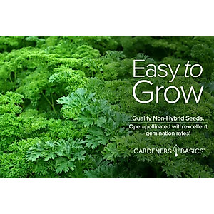 Curled Parsley Seeds for Planting Indoors and Outdoors Heirloom, Open-Pollinated, Non-GMO Curly Herb Variety- Great for Home Gardens and More by Gardeners Basics