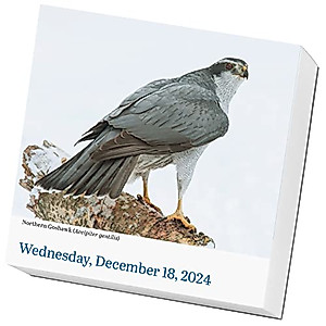 Audubon Birds Page-A-Day Calendar 2024: The World's Favorite Bird Calendar